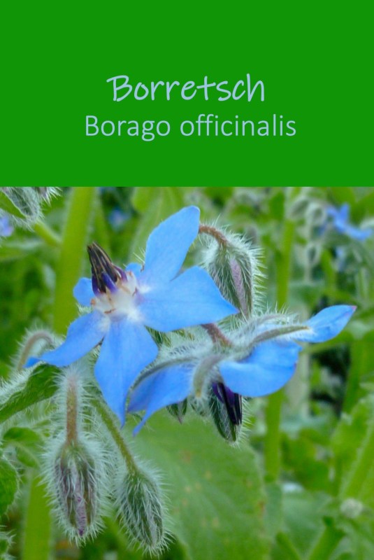 Borretsch – Borago officinalis – Pascale Treichler