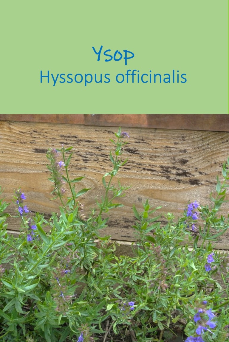 Ysop – Hyssopus officinalis – Pascale Treichler